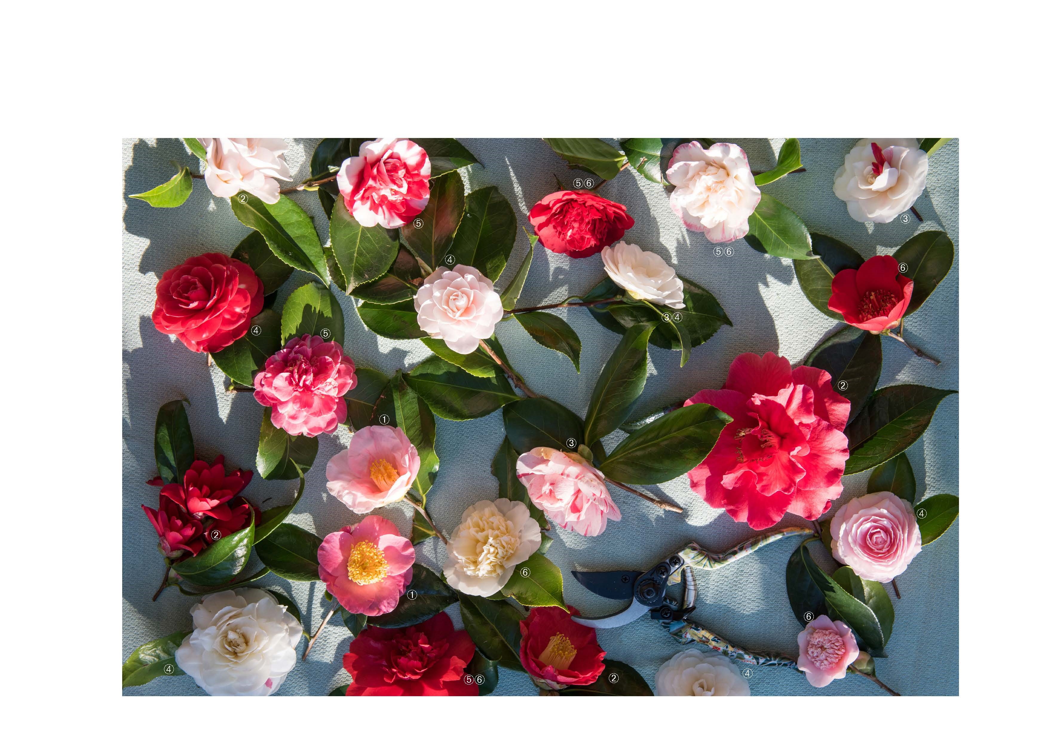 Camelias: atractivo natural – Viveros La Juliana