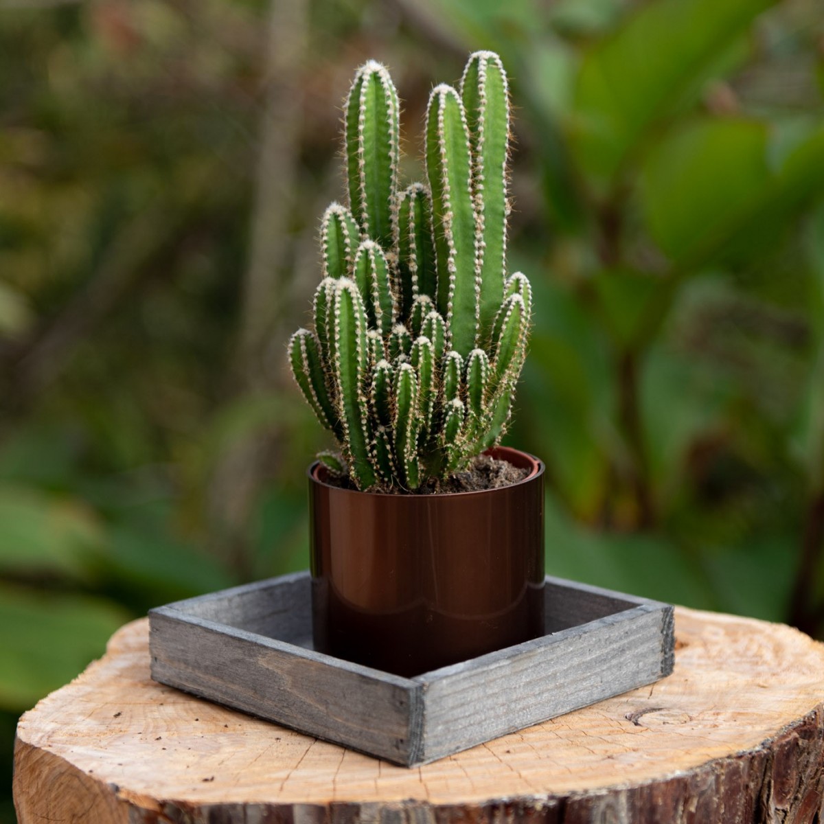 Planta de Septiembre: Cereus – Viveros La Juliana